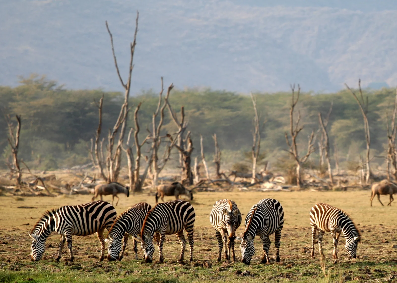 Lake Manyara National Park | Travel Guide | TravelPal